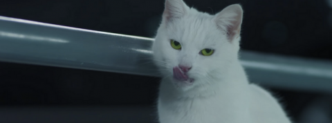 Feu Vert abandonne la 3D - Ramsès, le nouveau chat de Feu Vert